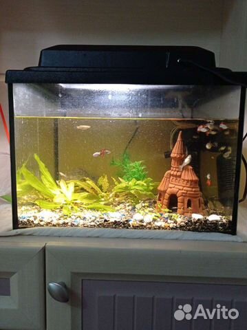 Аквариумные рыбки и растения