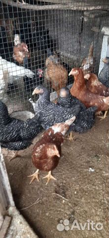Куры молодки