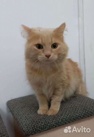 Кот всем котам кот