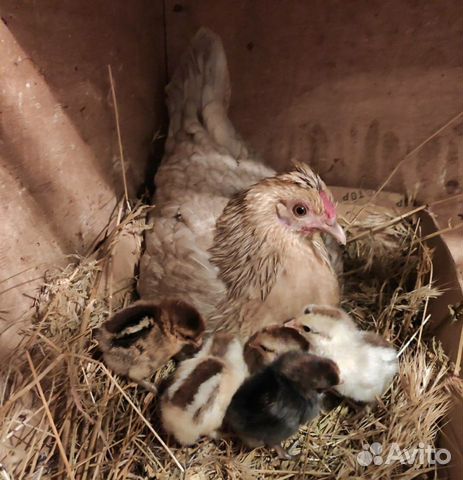 Цыплята бентамки (карликовых курочек)