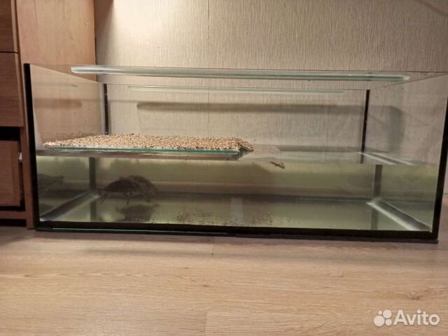 Черепашатник с черепашками