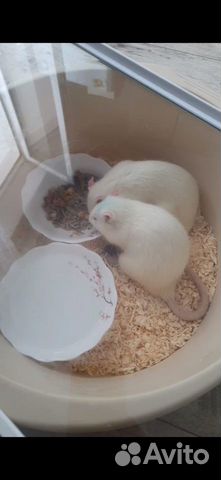 Крыса белая(альбинос)