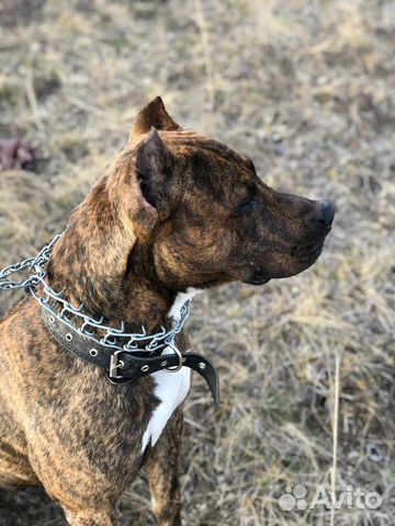 Вязка стаффордширский терьер