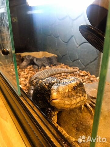 Ящерица капская