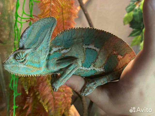 Хамелеон еменский