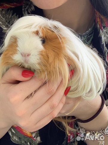 Морская свинка