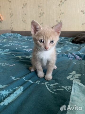 Отдам котенка в добрые руки