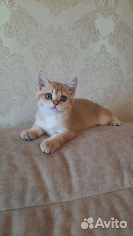 Шотландская девочка Юлия