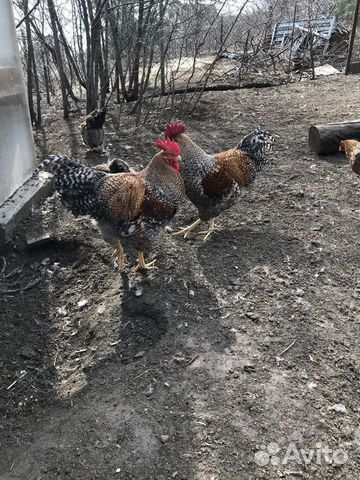 Цыплята Билефельдер подрощенные