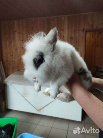 Декоративный кролик