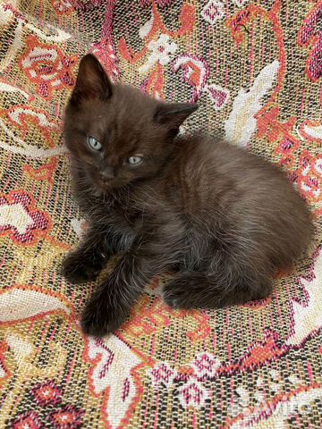 Котята шотландцы без документов