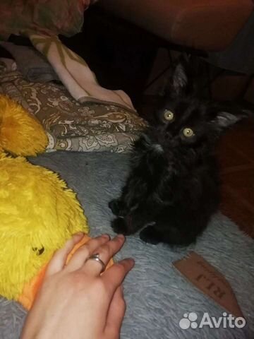 Кошки майкун