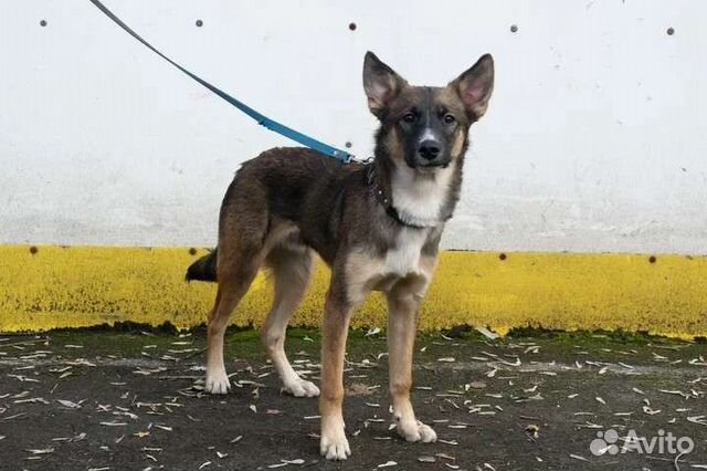 Небольшая собачка в добрые руки