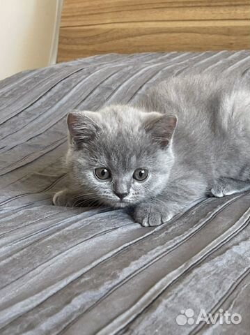 Британская плюшевая девочка