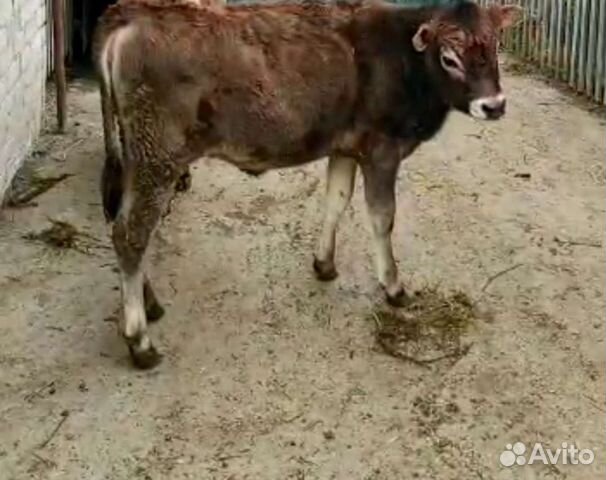 Тёлочка Джерси