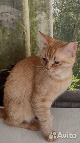 Стерилизованная Бонечка ищет дом