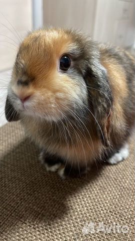 Декоративная Крольчиха для вязки