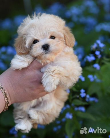 Мальтипу мини