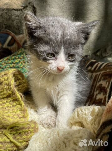 Котенок (мпльчик) бесплатно