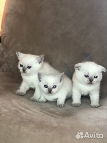 Шотландские котята