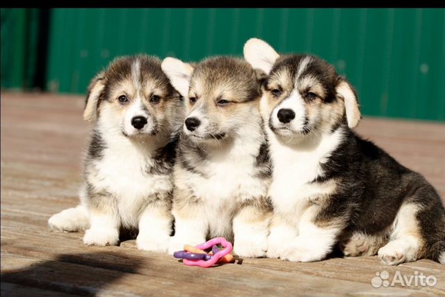 Вельш-корги пемброк малыши