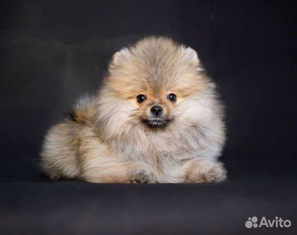 Померанец с документами РКФ