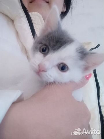 Кошки