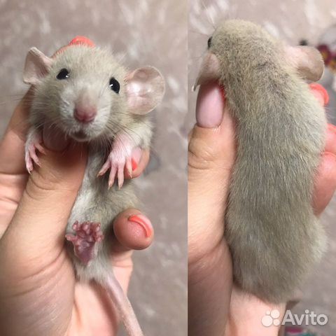 Крысята малтчики дамбо. Много разных