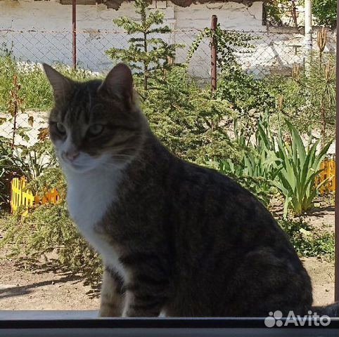 Многострадальный Степан,не пускают хозяева домой