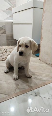 Щенки лабрадора
