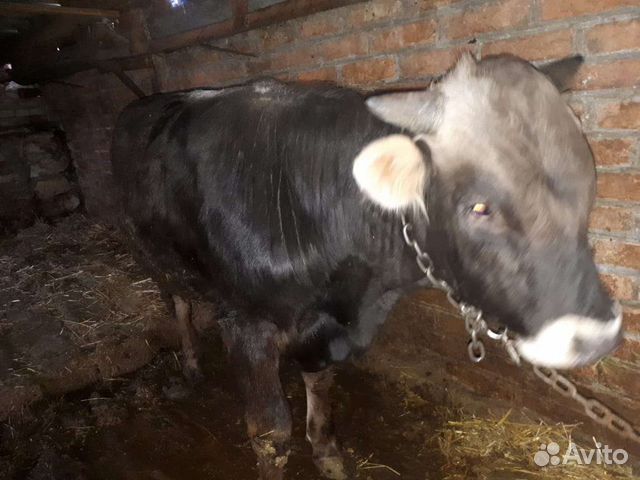 Быки на племя