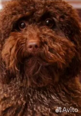 Ти-кап мальч для питомника 20см 11 месяцев