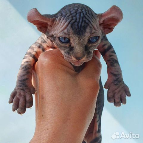 Канадский сфинкс эльф котенок