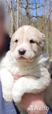 Среднеазиатская овчарка алабай щенки