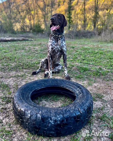Кобель для вязки курцхар