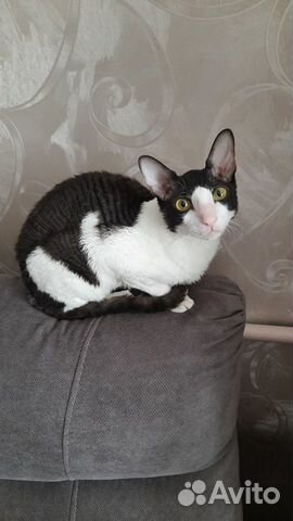 Кот корниш-рекс