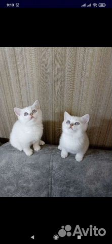 Британские котята