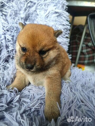 Щенки Сиба Ину