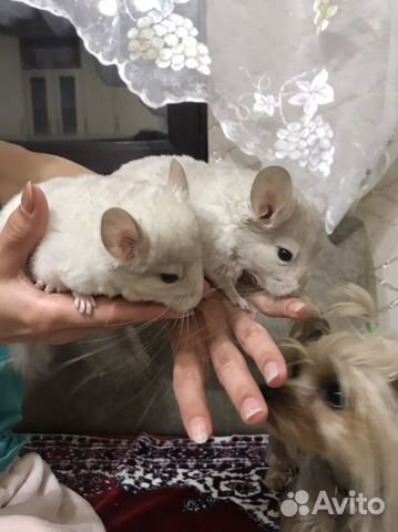 Шиншилла