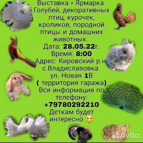 Ярмарка животных, птиц