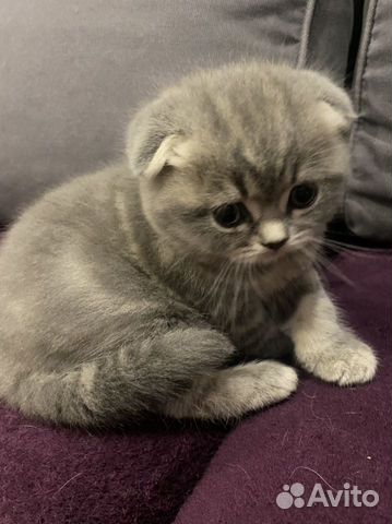 Шотландская вислоухая малышка