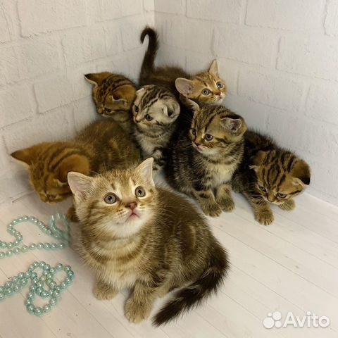 Шотландские котята