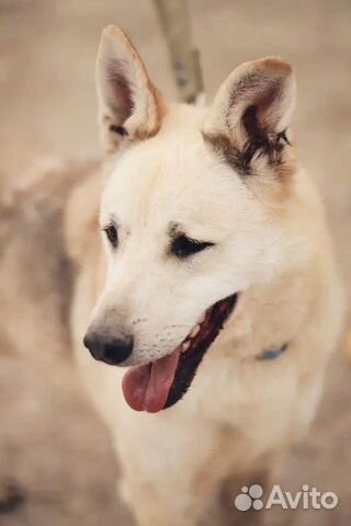 Лучший друг и компаньон, пес Каспер