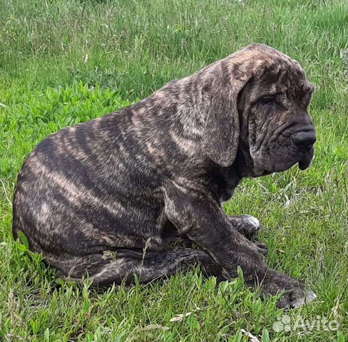 Фило-бразилейро