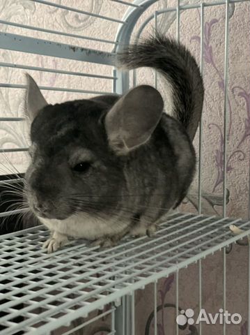 Шиншилла в добрые руки