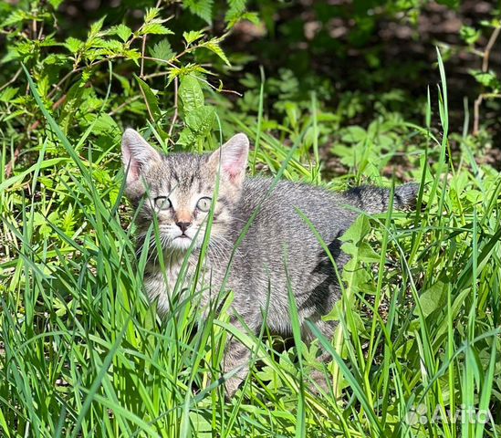 Котенок 3 мес