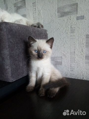 Тайские котята родились 04.04.2022г