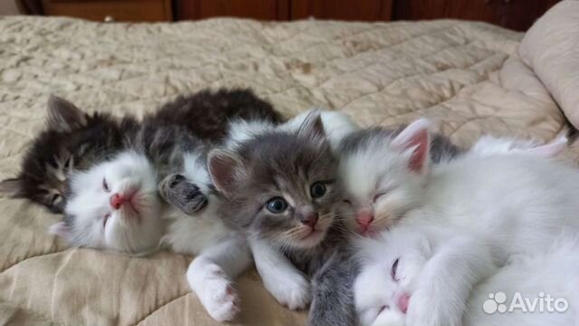 Котята в дар