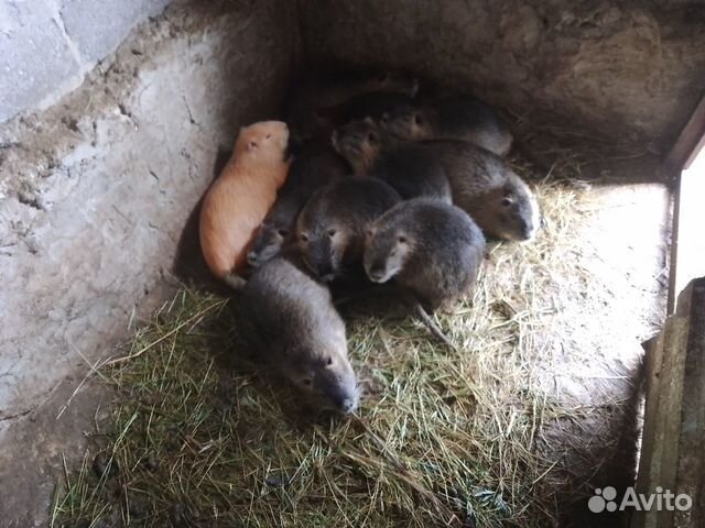 Семьи нутрий