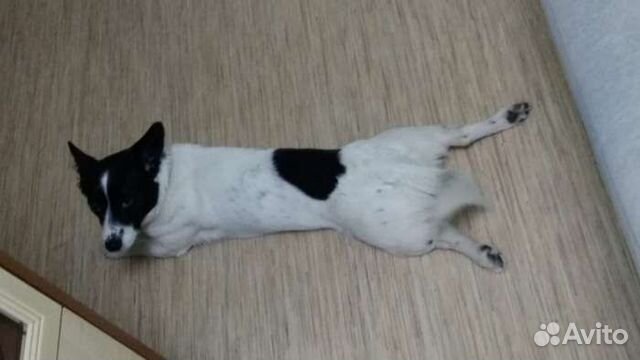 Отдадим собачку, маленькая